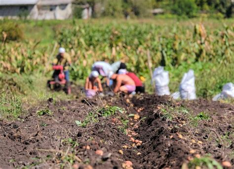 Agricultura de subsistencia Qué es Definición y Ejemplos