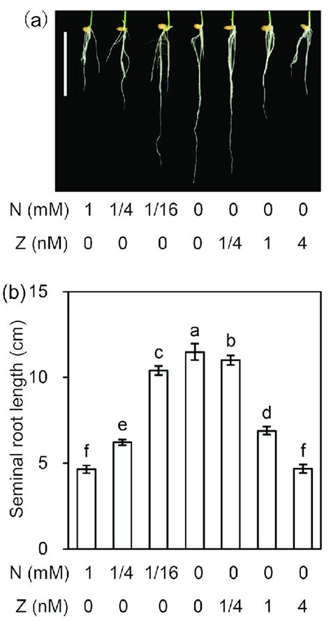 Effects Of The N And Z Treatments On Rice Seedling Seminal Root Growth