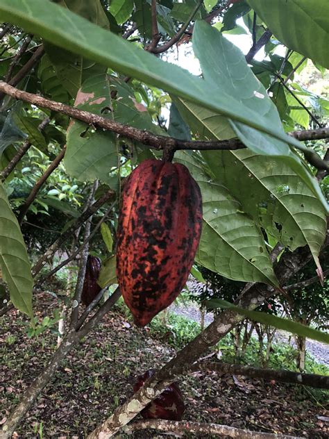 Fruta De Cacao El Salvador Foto Gratis En Pixabay Pixabay