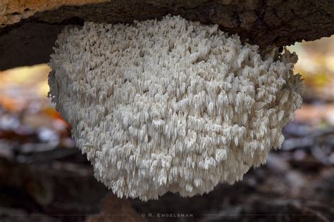 Hericium Coralloides Hericium Coralloides Coral Tooth … Flickr