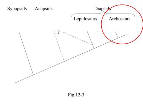 Ppt Synapsids Anapsids Diapsids Powerpoint Presentation Free