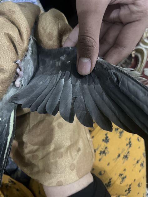 Male Parrot Forum 🦜 Parrot Owners Community