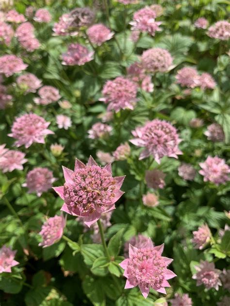 Astrantia Astrantia Maxima The Beth Chatto Gardens