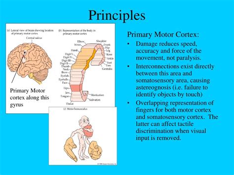 Ppt Sensorimotor System Powerpoint Presentation Free Download Id
