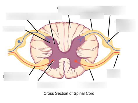 Spinal Cord Cross Section Diagram Quizlet