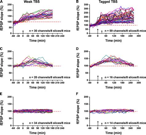 Individual Data Presentation Of Synaptic Tagging Recording In The Acc