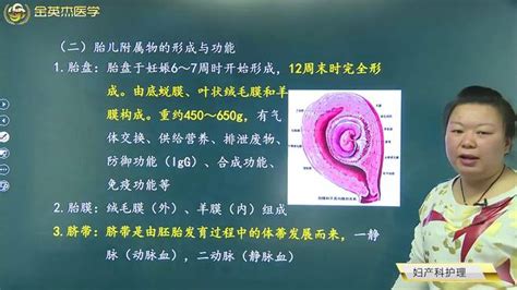 妊娠生理 胎儿附属物的形成与功能胎盘胎膜脐带羊水 母婴亲子视频 搜狐视频