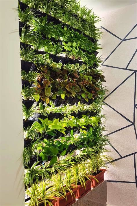 Transform Your Space Creative Wall Plant Decor Ideas Houseplant Alley