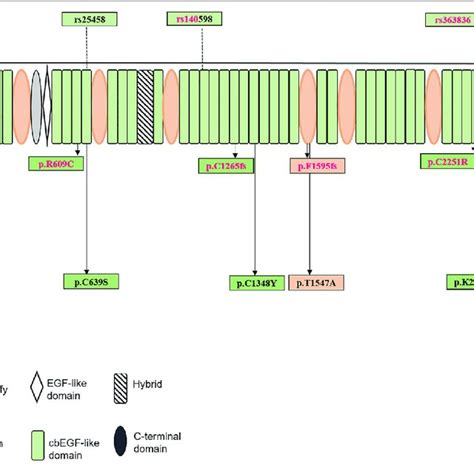 Structural Domain Of Fibrillin 1 Encoded By Fbn1 Gene And