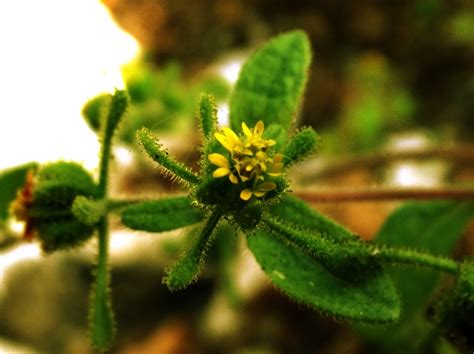 Sigesbeckia Orientalis