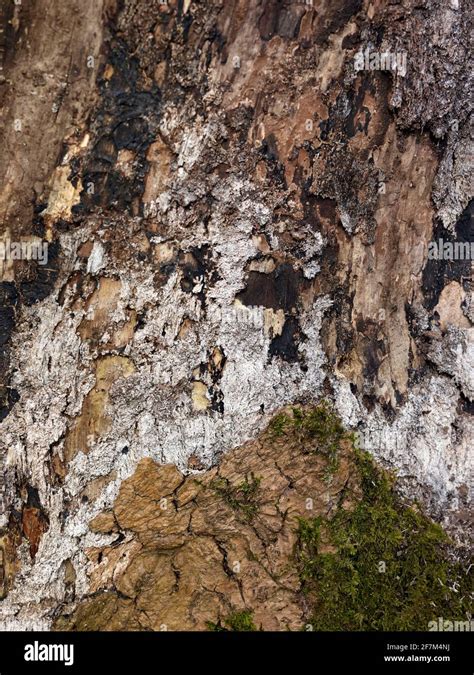 Very Close Up And Interesting Natural Patterns And Textures On The Trunk Of Trees Natural