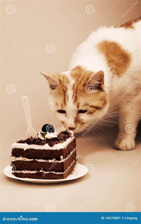 Cute Cat And Delicious Cake Stock Image Image Of Dessert Sugar 10376881