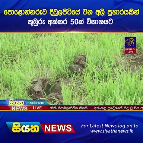 පොළොන්නරුව දිවුලපිටියේ වන අලි ප්‍රහාරයකින් කුඹුරු අක්කර 50ක් විනාශයට