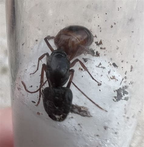 Big Queen Ant Found In Texas Ant Id Requests Ants And Myrmecology Forum