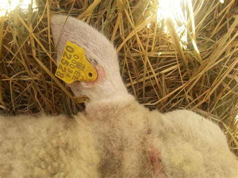 The Trouble With Ear Tags Of Sheep