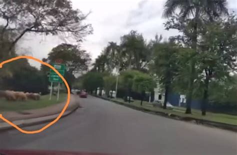 Ladang Biri Biri Di Shah Alam Kosmo Digital