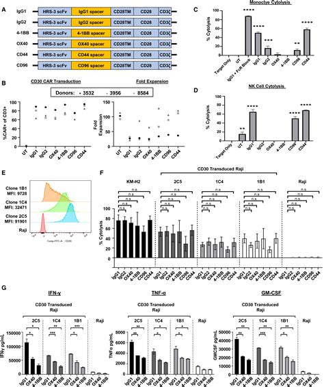 Novel Ox40 And 4 1bb Derived Spacers Enhance Cd30 Car Activity And
