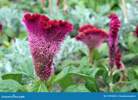 Celosia Cristata Cockscomb Flower Stock Image Image Of Bush Botany