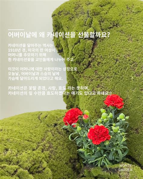 몬테가든 • 강릉어버이날 강릉식물 플랜테리어 실내조경 ♥️어버이날 사전예약 10 할인중 ~4 30 ♥️ 몬테가든에서 사랑하는