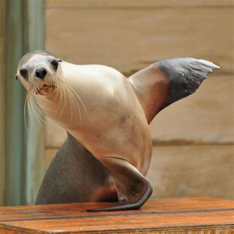 Seal Clapping 
