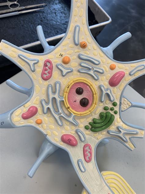 Neuron Model 1 Diagram Quizlet Neuron Model 1 Diagram Quizlet