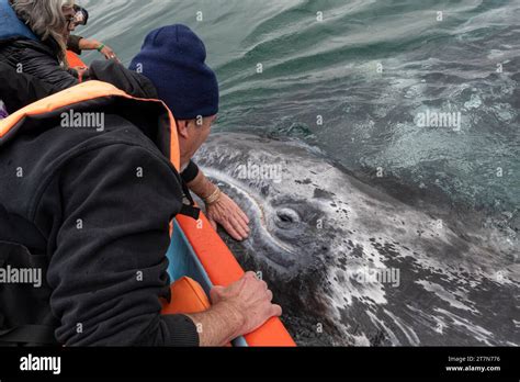 Petting A Gray Whale In Laguna San Ignacio Baja California Sur Mexico
