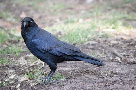 The Australian Raven Is Walking On The Grass Stock Image Image Of