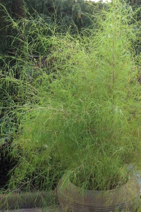 Buy Bamboo Muhly Grass Muhlenbergia Dumosa Free Shipping Wilson