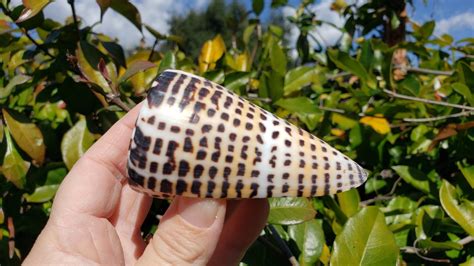 3 25 Lettered Cone Seashell 1 Shell Letter Cone Shell Conus Litteratus