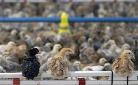 The Best Chicken Hatchery A Guide To Buying Chicks Online