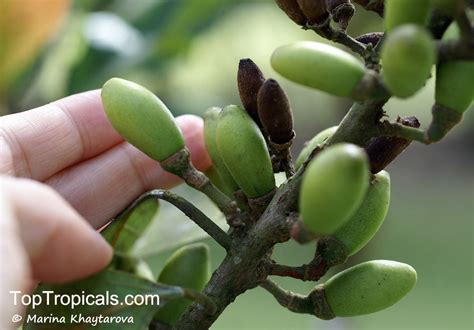 Litsea Sp Common Name Litsea Top Tropicals Plant Encyclopedia