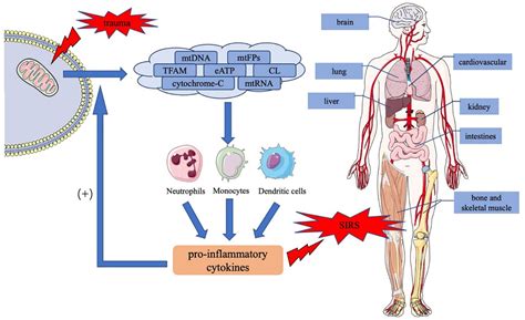 Frontiers The Role Of Mtdamps In The Trauma Induced Systemic