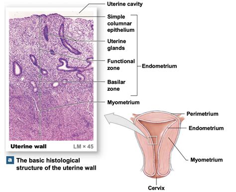 Uterine Wall Diagram Quizlet