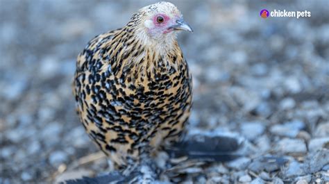 Booted Bantam Chicken Breed What Is It Chicken Pets