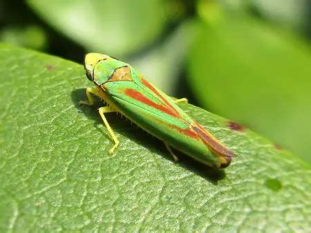 Eliminating Leafhopper Pests Effectively South Elmonte Hydroponics