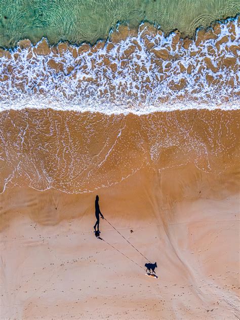 Concurso internacional premia melhores fotografias de cães Resumo