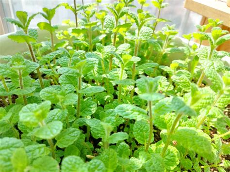 허브 키우기 애플민트 성장 과정 1년 돌아보기 네이버 블로그