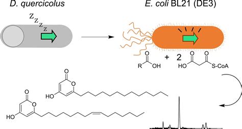 A Type Iii Polyketide Synthase Specific For Sporulating Negativicutes