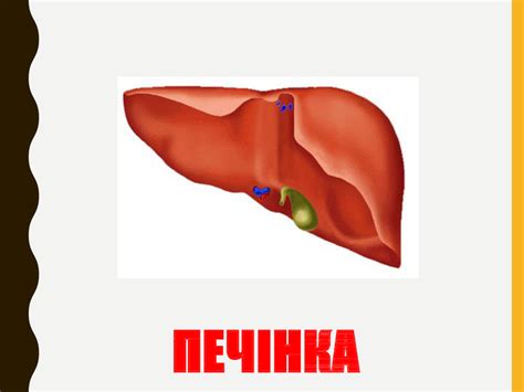 Презентація Внутрішні органи людини на уроки природознавства