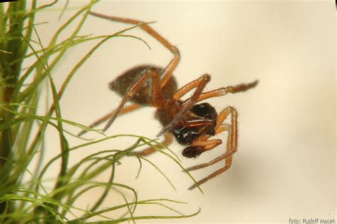 Česká Arachnologická Společnost Nusoncus Nasutus Schenkel 1925