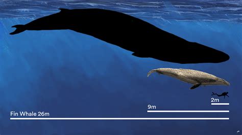 19 Million Year Old Fossil Jaw Bone Hints The Biggest Whales First