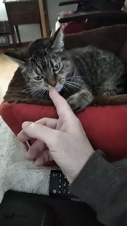 Gato Boxeando Youtube