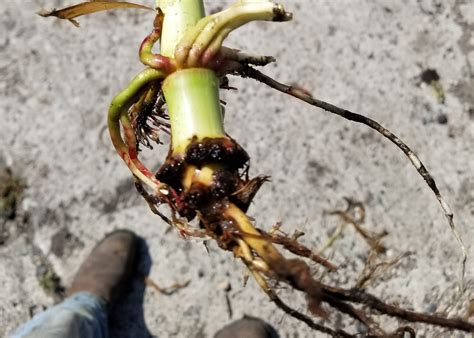 Corn Root Worm Trials Nextgen Ag