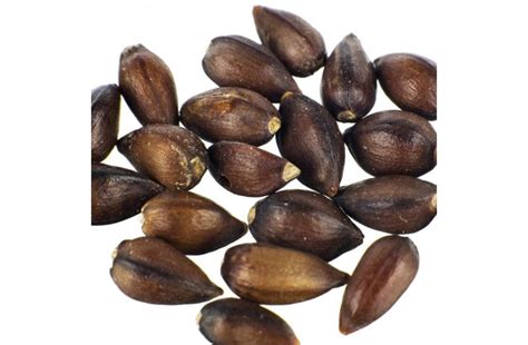 Ephedra Sinica 20 Seeds