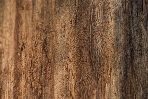 Textura Do Tronco De Uma Velha árvore Sem Casca Comida Por Pragas Foto Premium