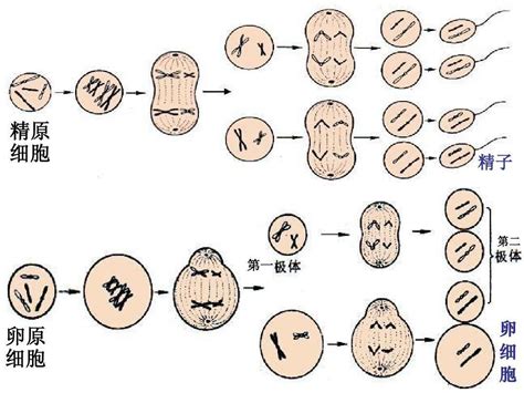 精原细胞 快懂百科