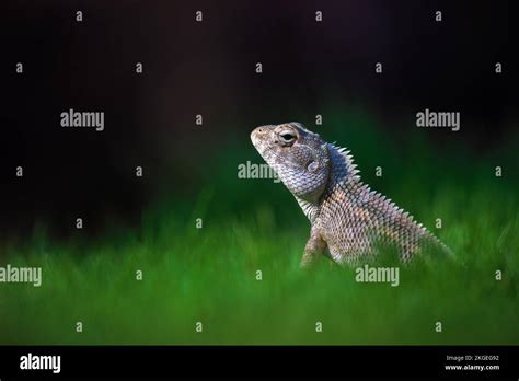 The Oriental Garden Lizard Eastern Garden Lizard Bloodsucker Or