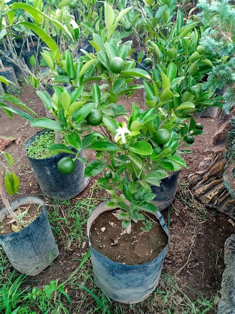 Aandd Fruit Bearing Trees Silang