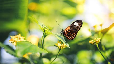 Top Notes Of Sex Engineered Plants Trick Pests Using Sex Perfume