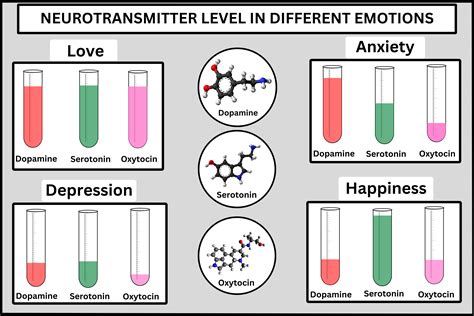 Infographics Of Neurotransmitter Level In Different Emotions Poster